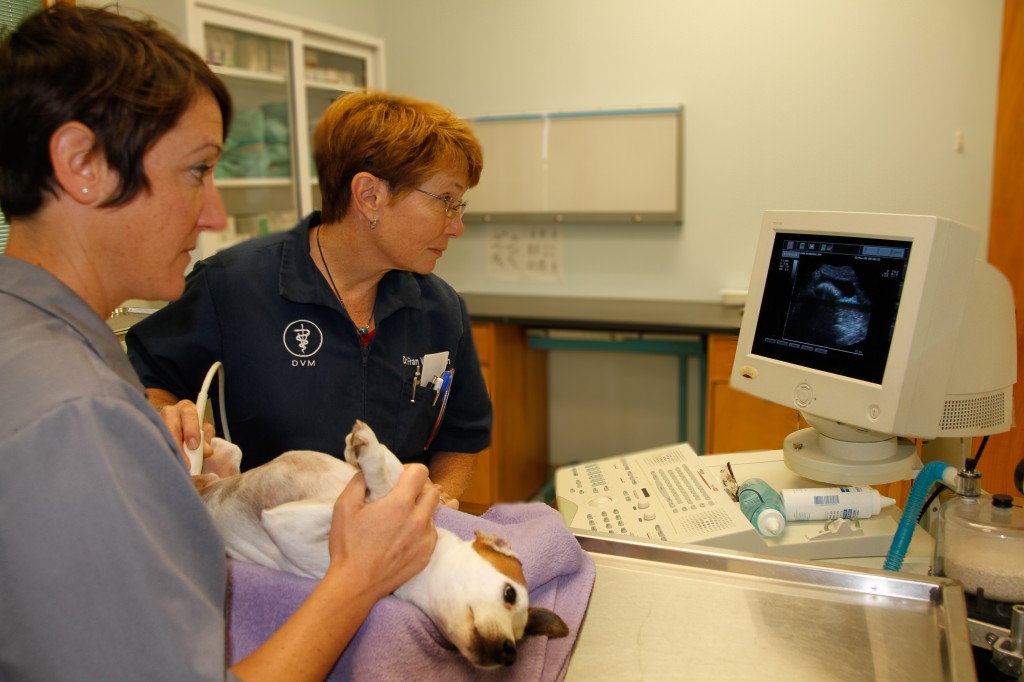 Diagnostic Imaging « State Street Animal Hospital, PC